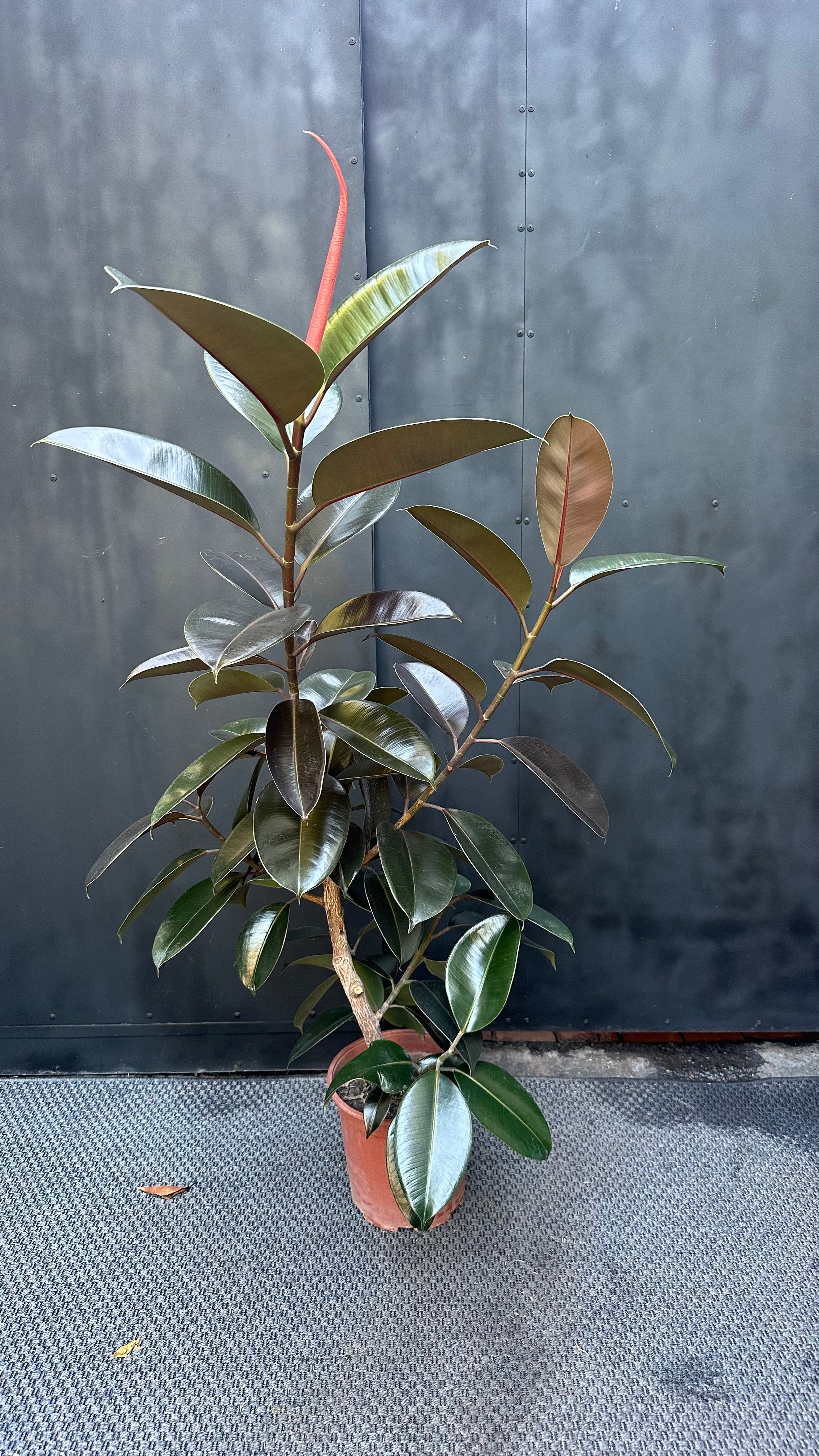 Gomero Burgundy - Ficus Elastica | Plantas Tole