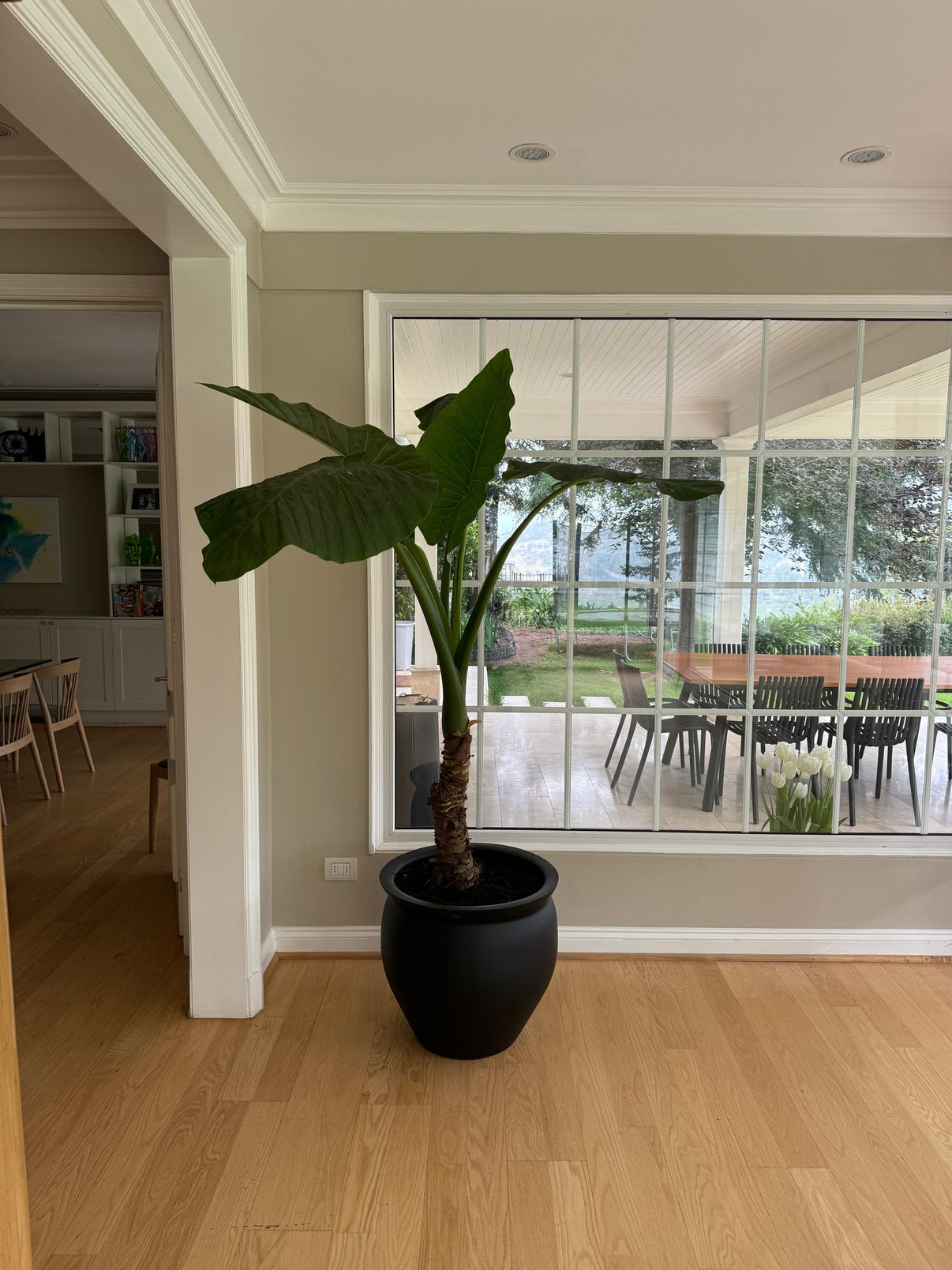 Manto de Eva – Plantas Tole