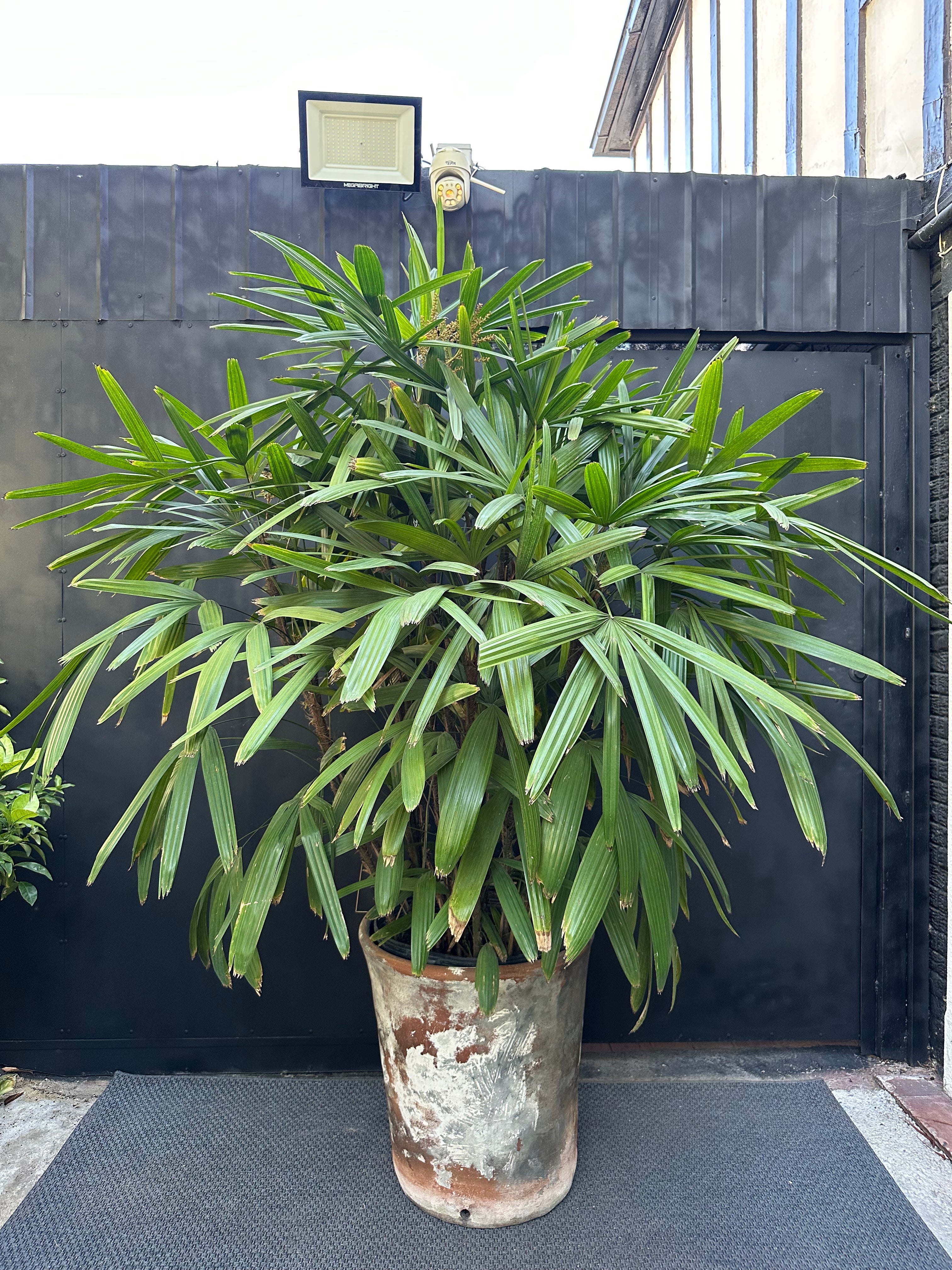 Raphis Excelsa XXL - Palmera de Interior | Plantas Tole